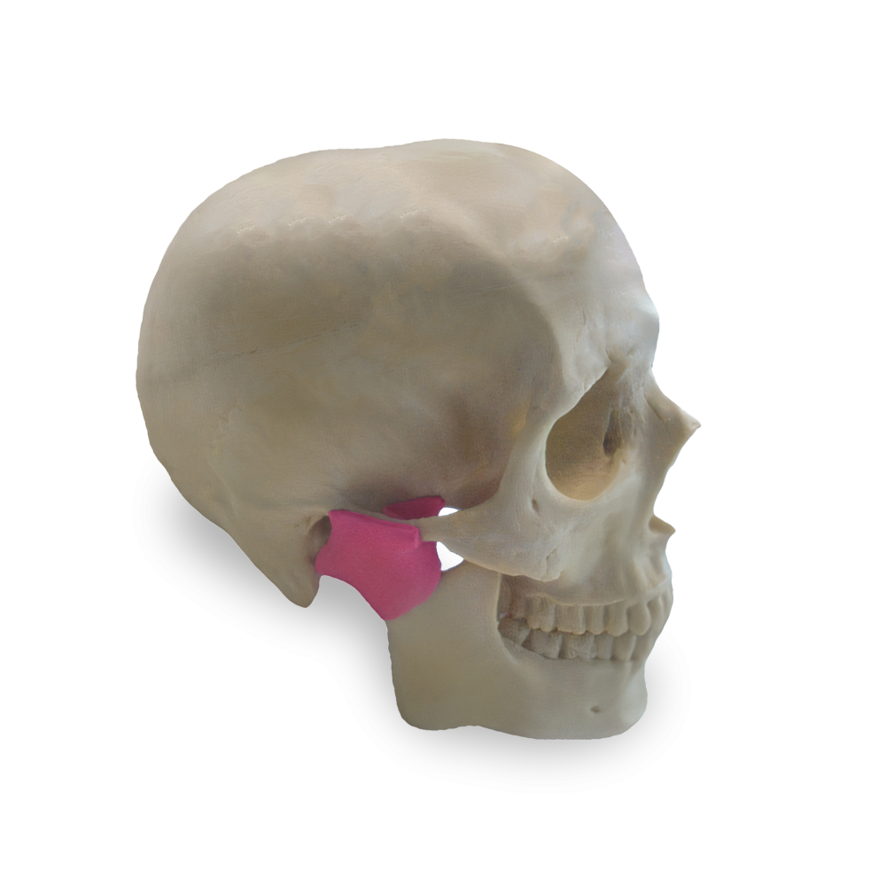 CRÂNIO COM DISCO ARTICULAR E CÁPSULA ATM